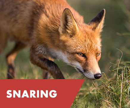 The Snare Shop - Snares, Lures, Hunting, Fishing, Archery